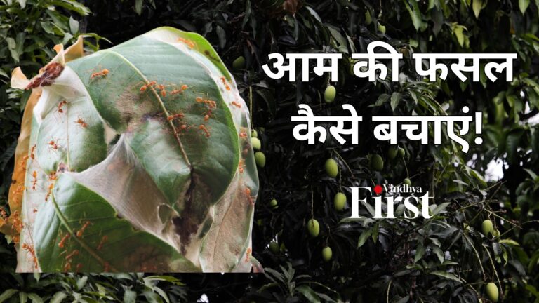 Vindhya First - Vindhya क्षेत्र के लिए एक हाइपरलोकल मीडिया प्लेटफ़ॉर्म