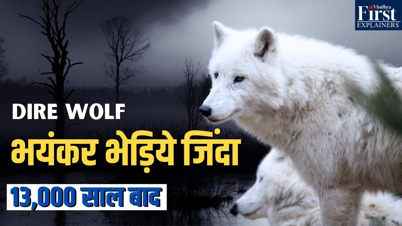 डायर वुल्फ की वापसी: विज्ञान ने इतिहास को फिर से जिंदा किया - Vindhya First